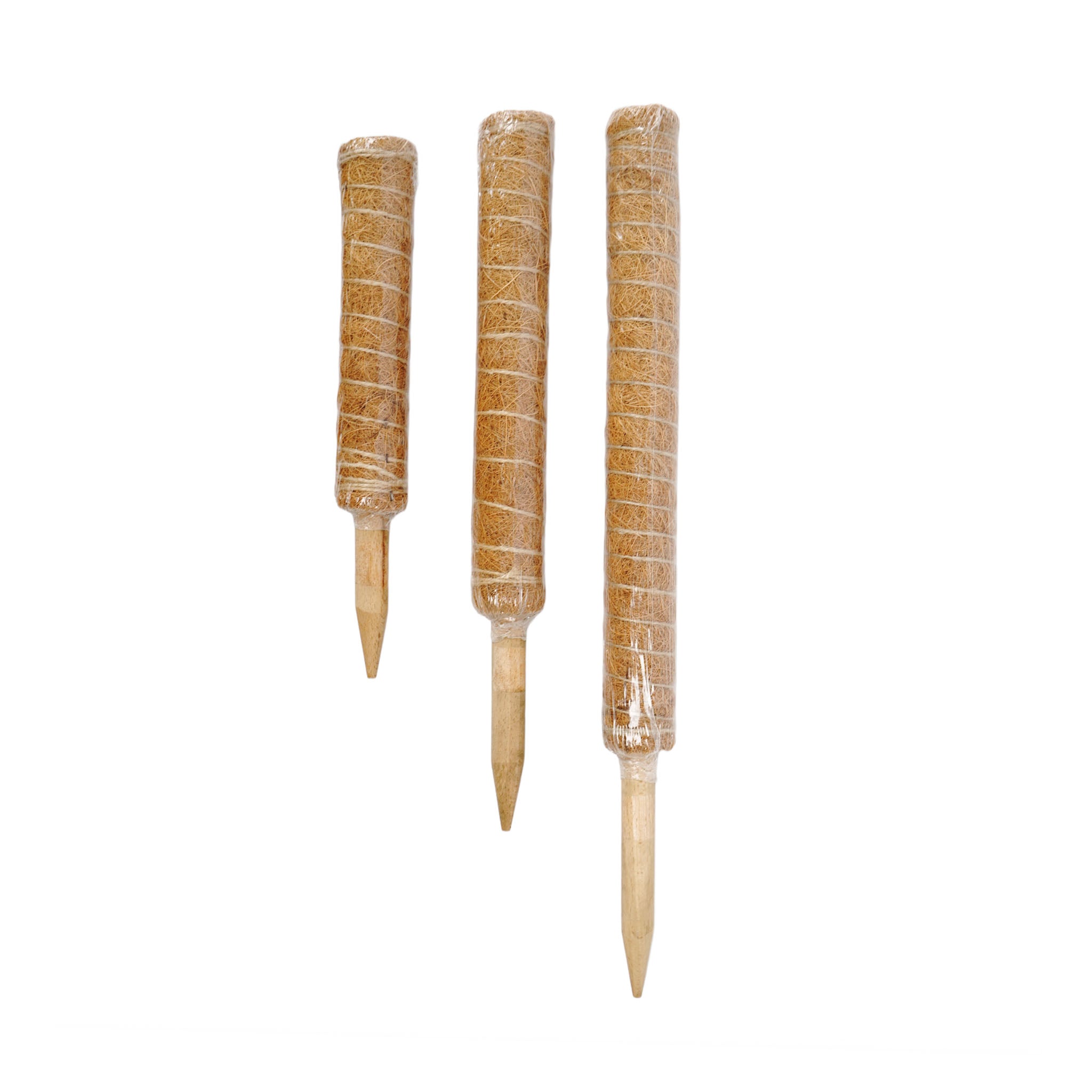 Coconut Palm Stick – DAJUE Art Garden Centre